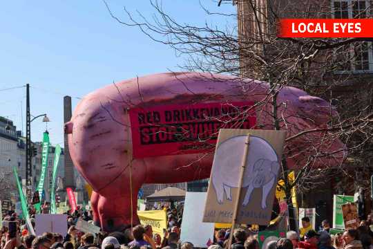 - Vi vil have et svinevalg på tirsdag: Demonstration foran Landbrug ...
